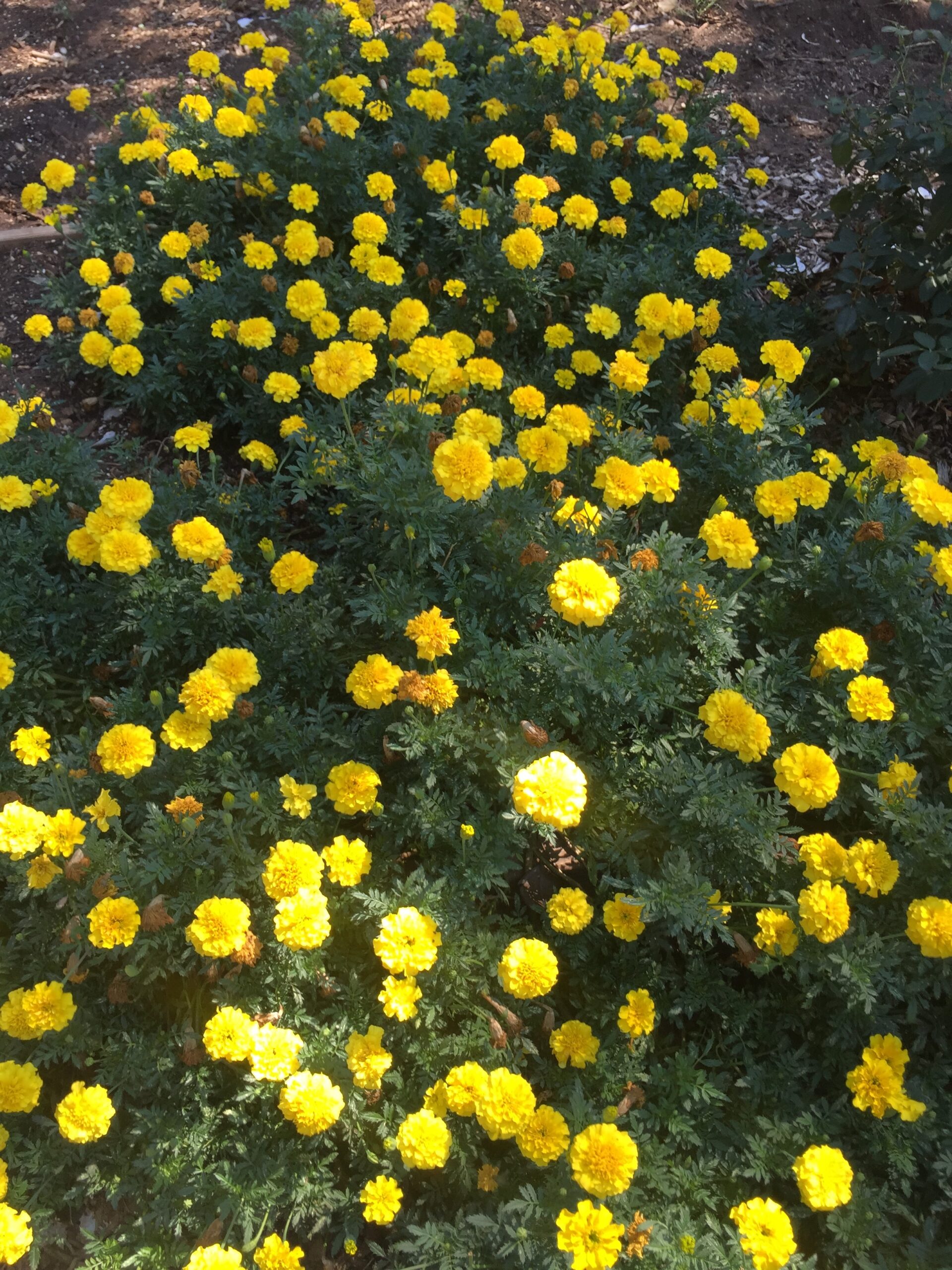BACK-TO-SCHOOL WITH MINDFULNESS: Find Your Marigold - Yoga 4 Classrooms
